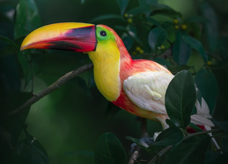 Fotógrafo captura imagen de un tucán con leucismo en Guápiles ...
